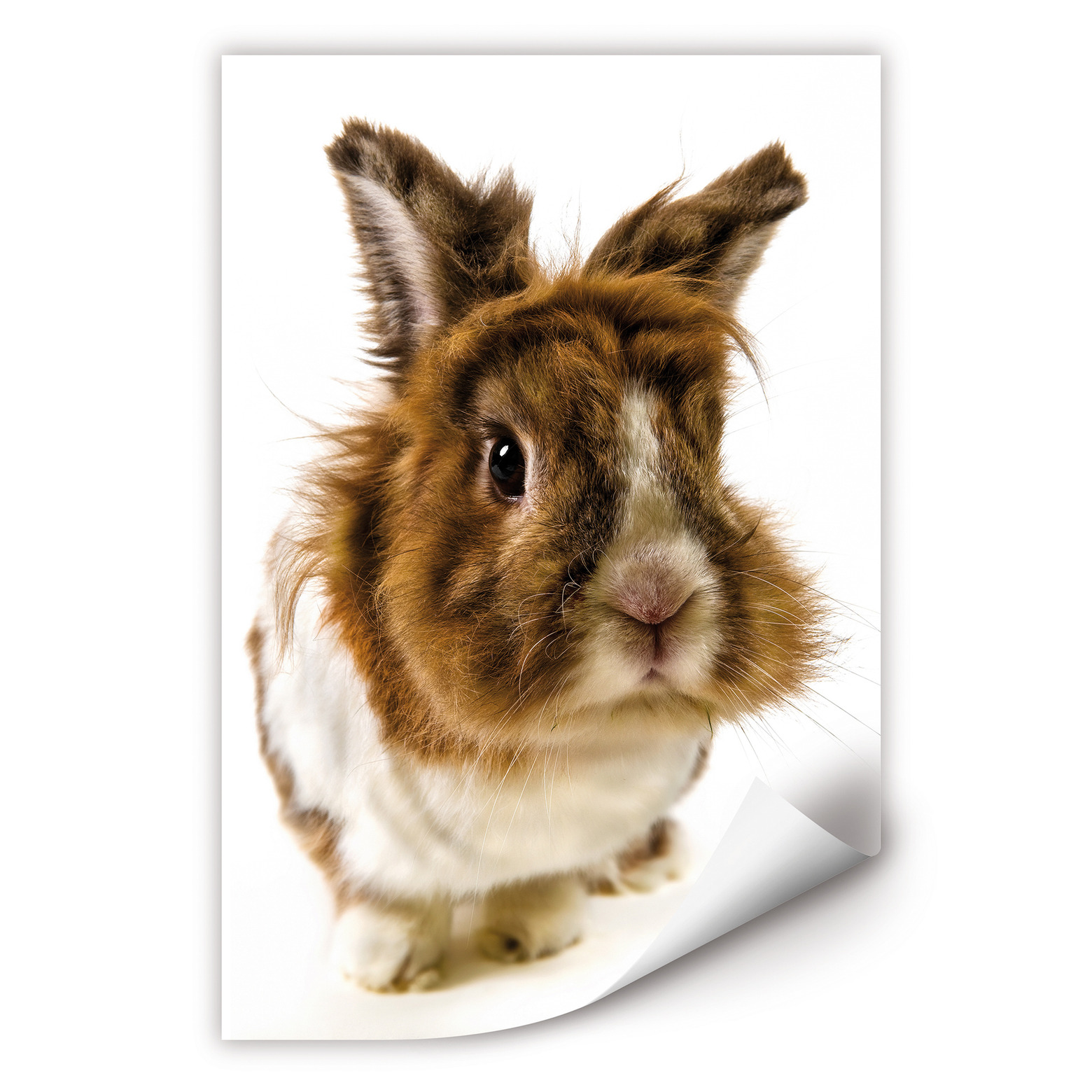 Zelfklevende Poster Konijn | wall-art.nl