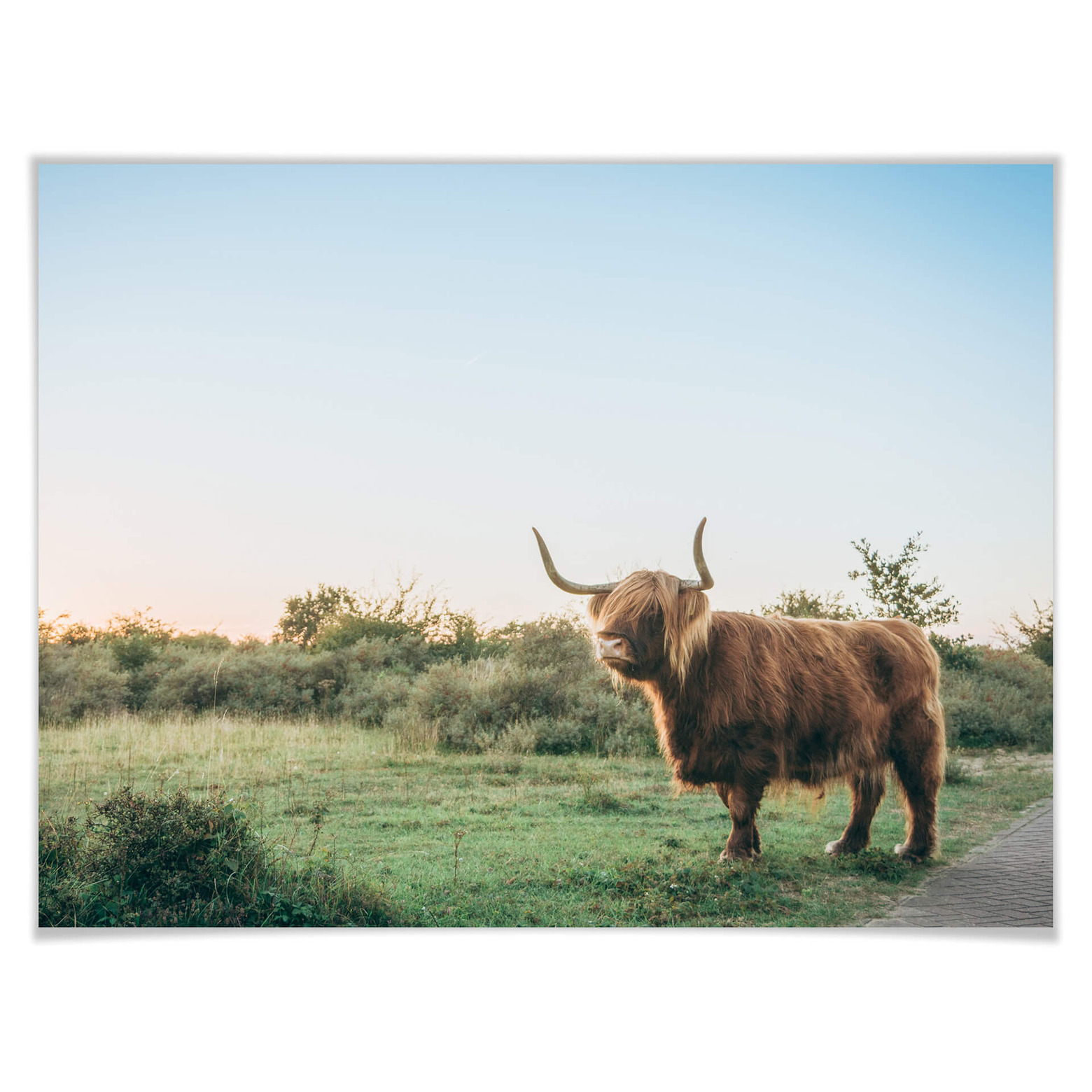 Poster Highland Cow 01 | wall-art.nl