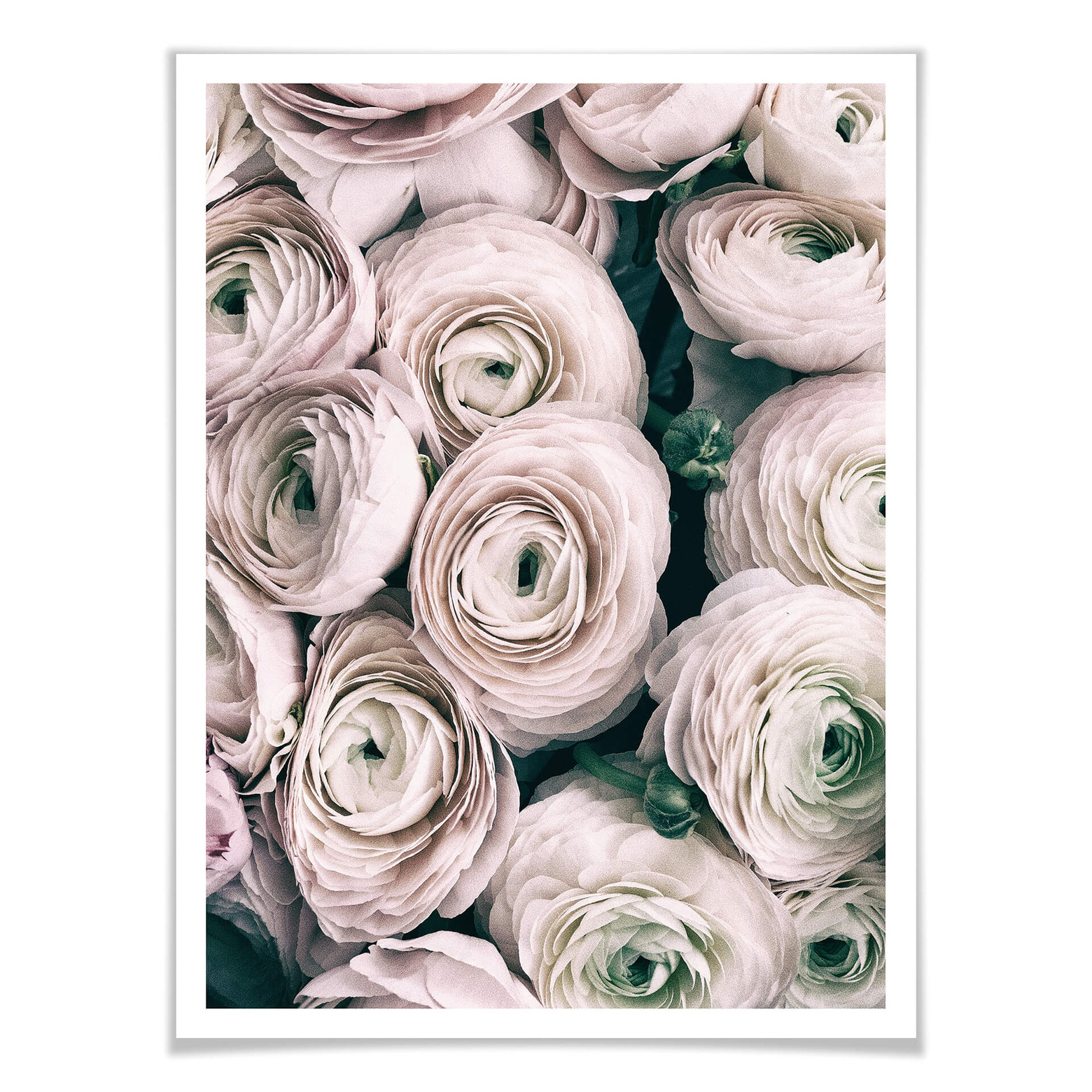 Plakat - Vintage Ranunkler | wall-art.dk