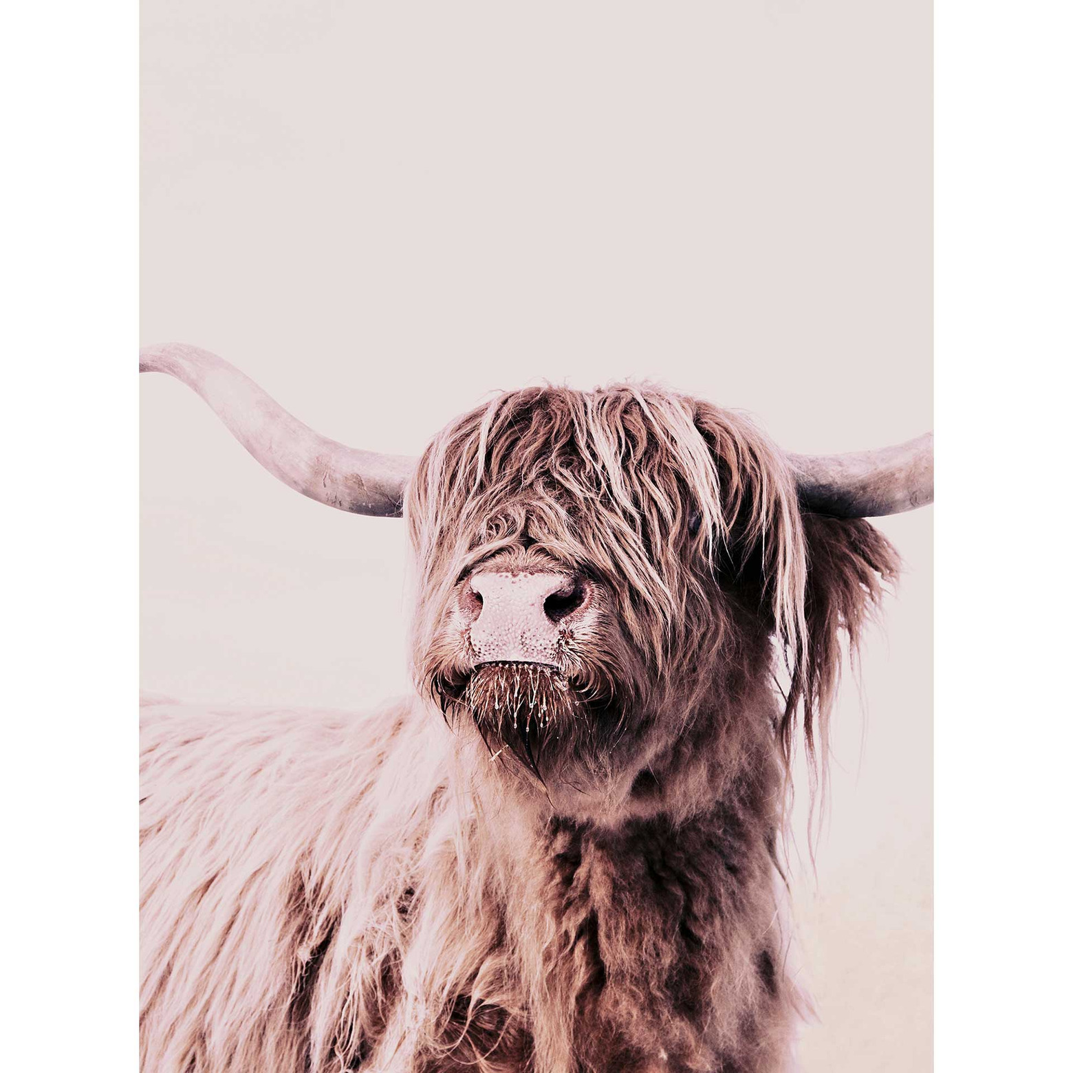 Livingwalls Fototapete ARTist Highland Cattle mit | wall-art.de