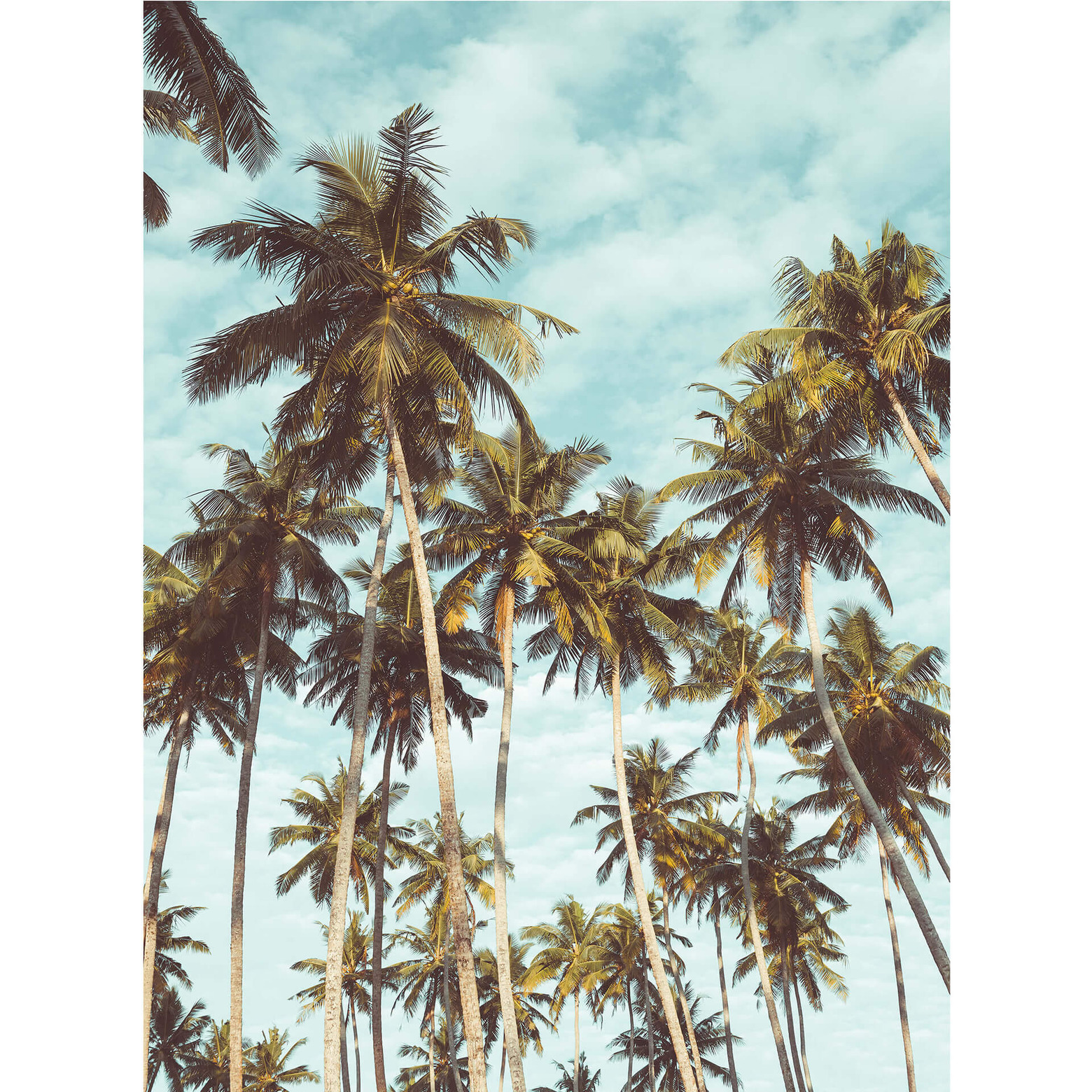 Fotobehang Palmen 08 | wall-art.nl