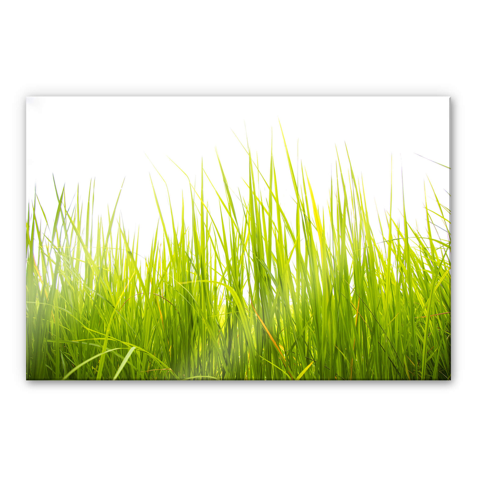 Spatscherm Hoog gras | wall-art.nl
