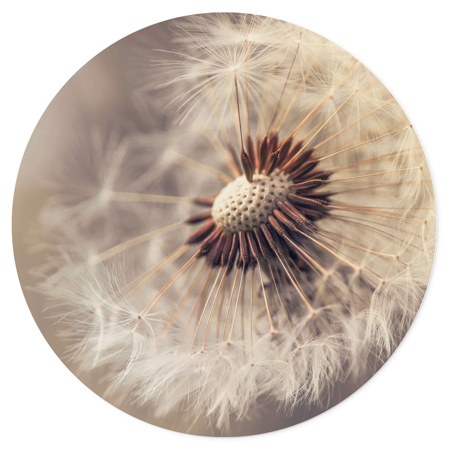 Wandtattoo Delgado - Pusteblume - Rund | wall-art.de