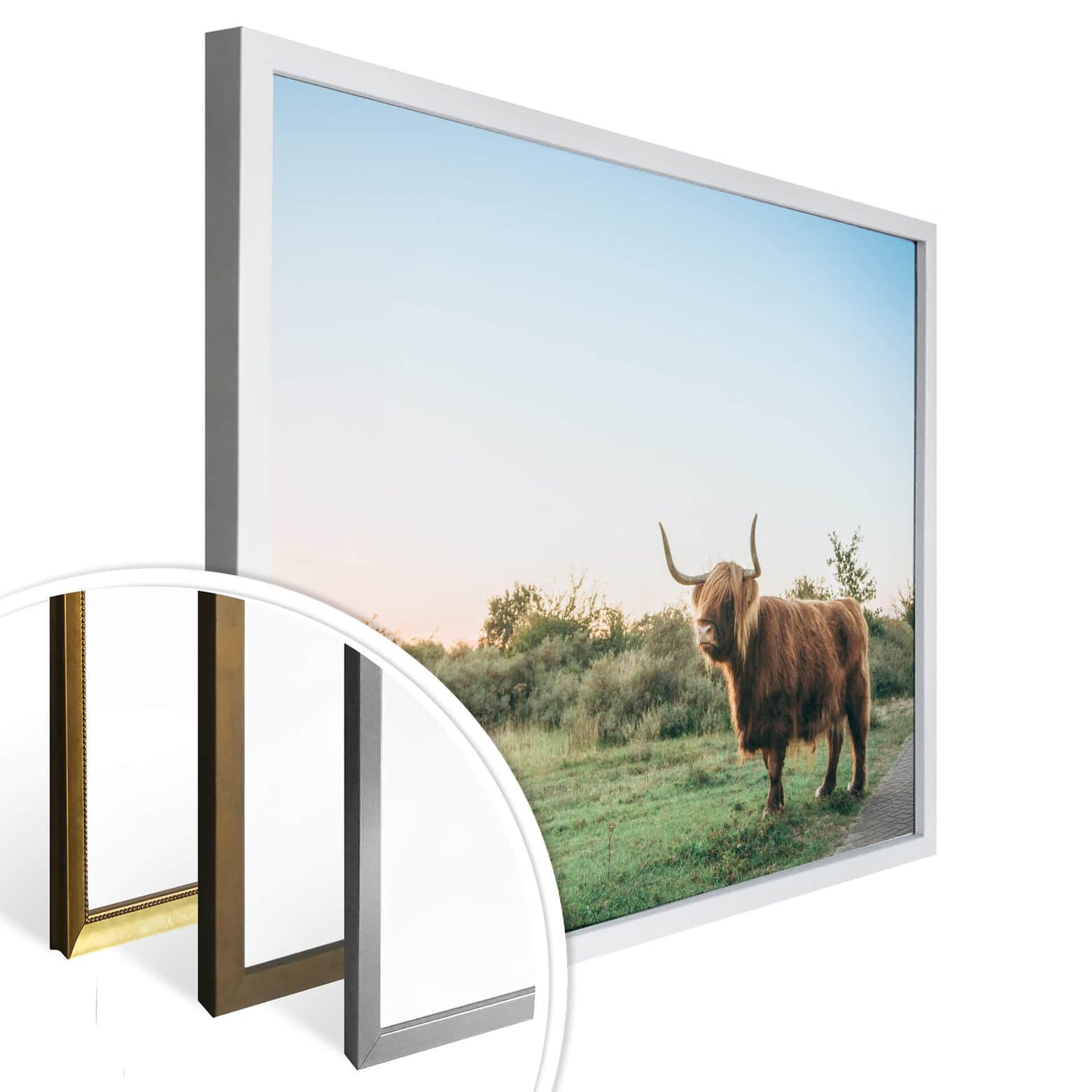 Poster - Vache des Highlands 01 | wall-art.fr