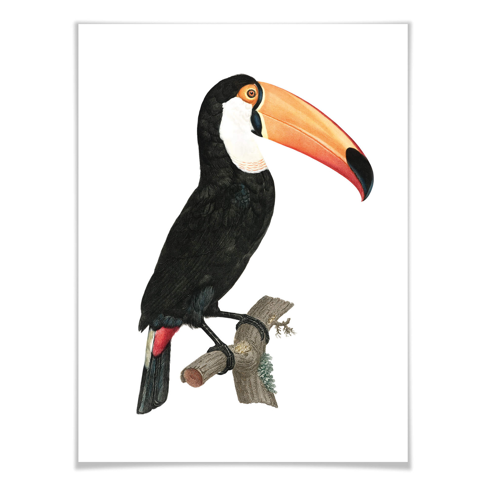 Poster Tukan auf einem Ast | wall-art.de