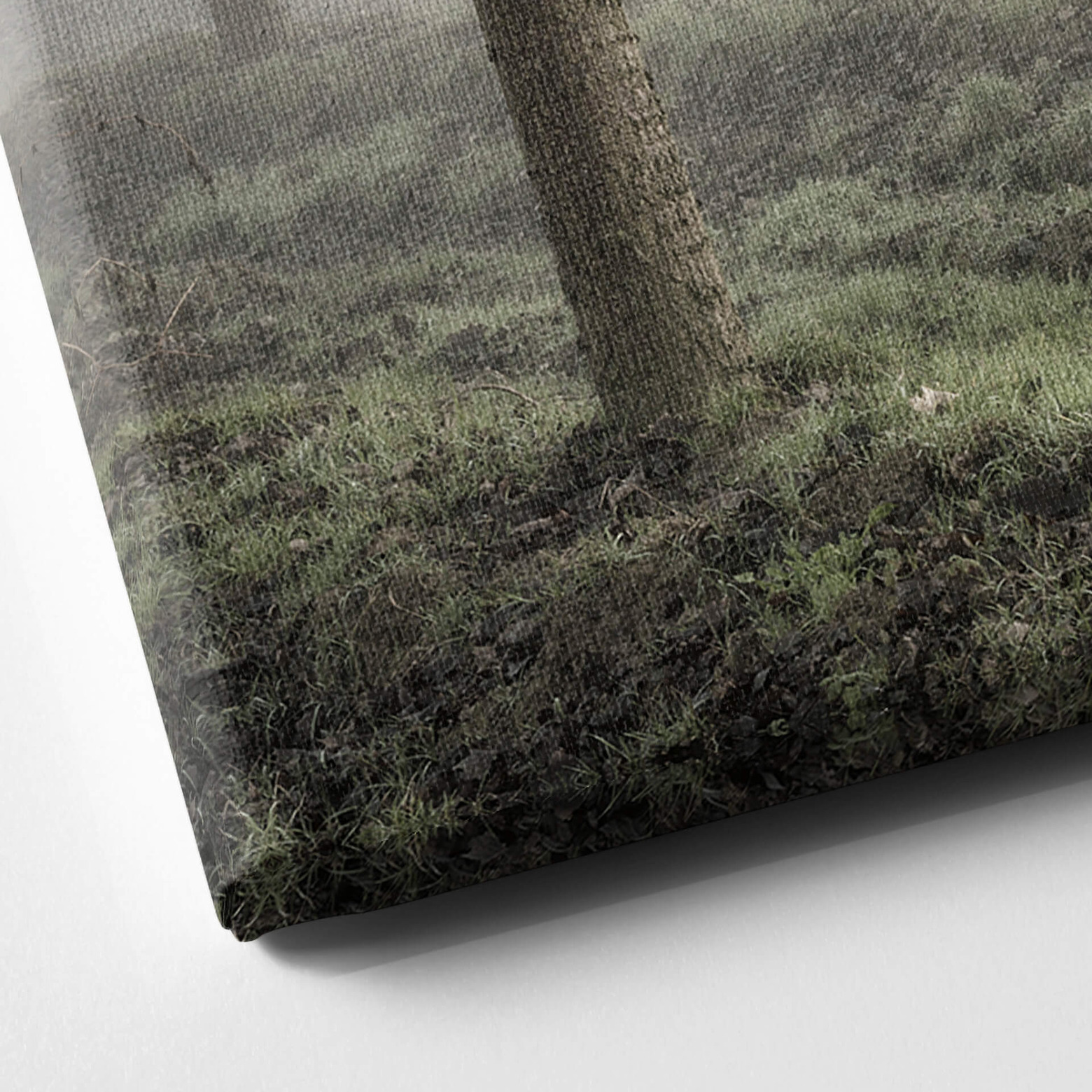 Leinwandbild Carozzi - Märchenhafter Wald im Morgennebel | wall-art.de