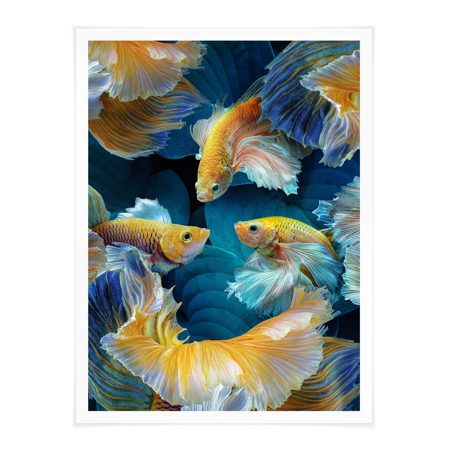 Poster Egger - Farbenfrohe Fische | wall-art.de