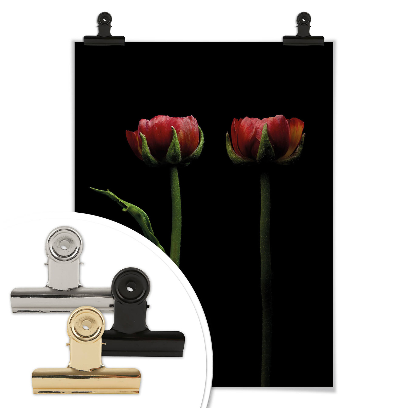 Plakat - To røde ranunkler | wall-art.dk