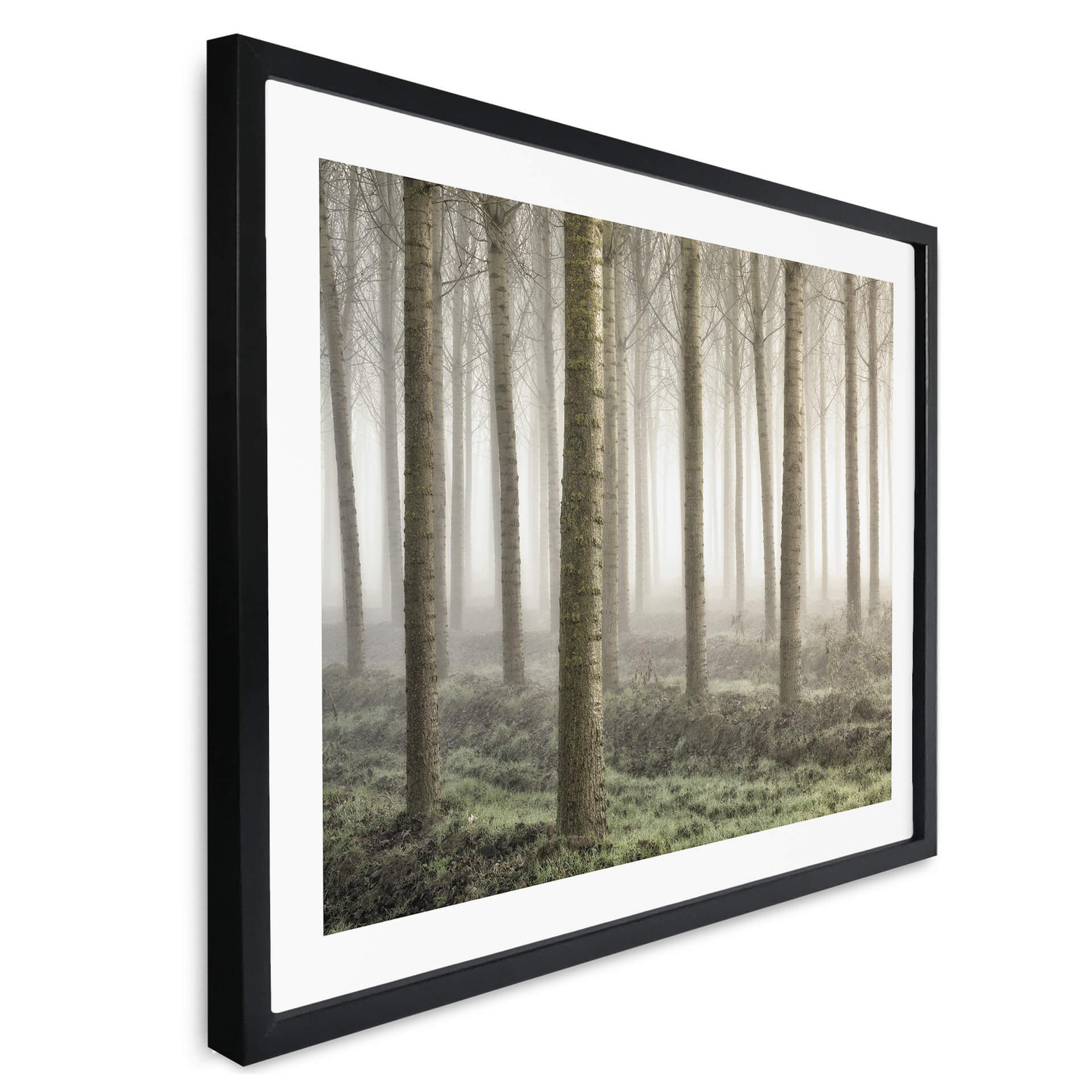 Poster Carozzi - Märchenhafter Wald im Morgennebel | wall-art.de