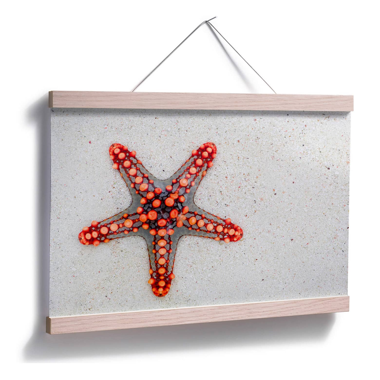 Poster Leuchtender Seestern | wall-art.de