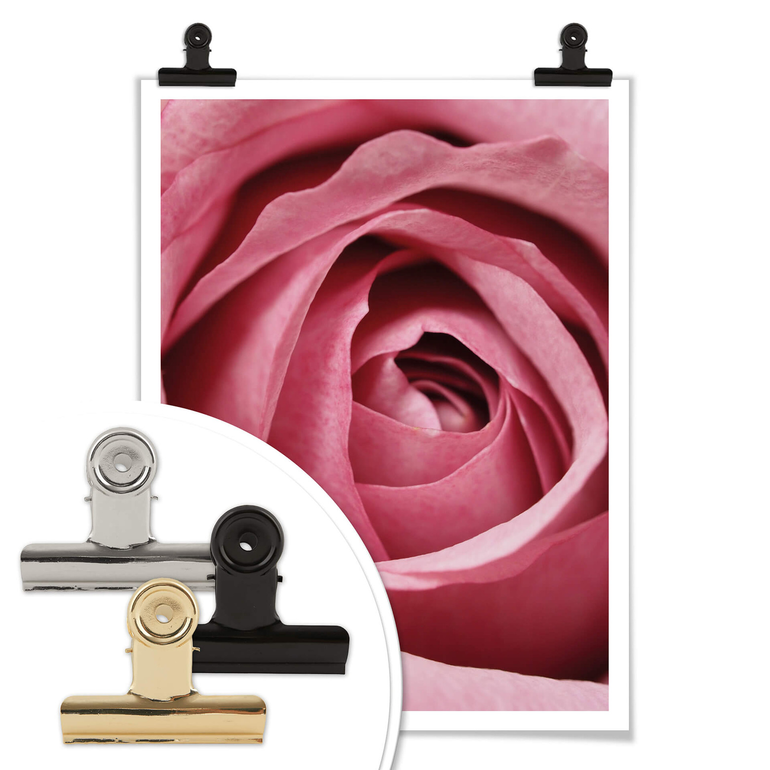 Poster Die rosa Rose | wall-art.de