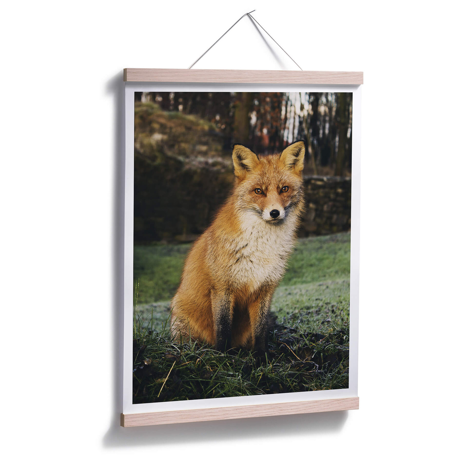 Poster - Renard 01 | wall-art.fr